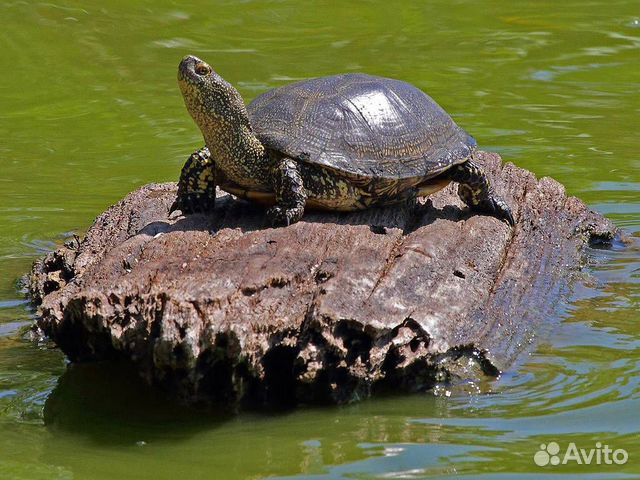 Болотная черепаха Отдам