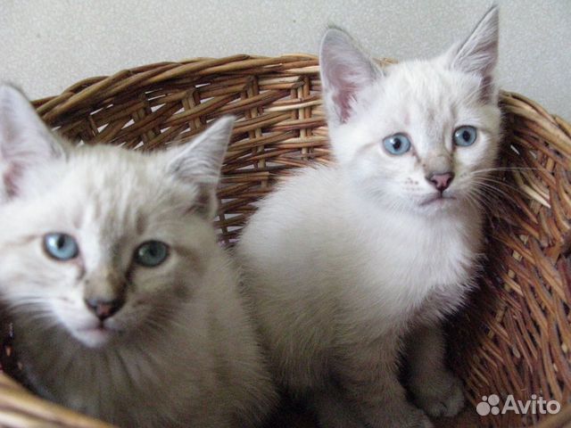 Голубоглазые котятки
