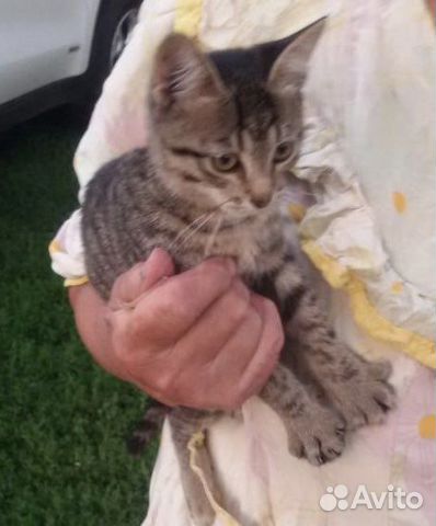 Котята-девочки