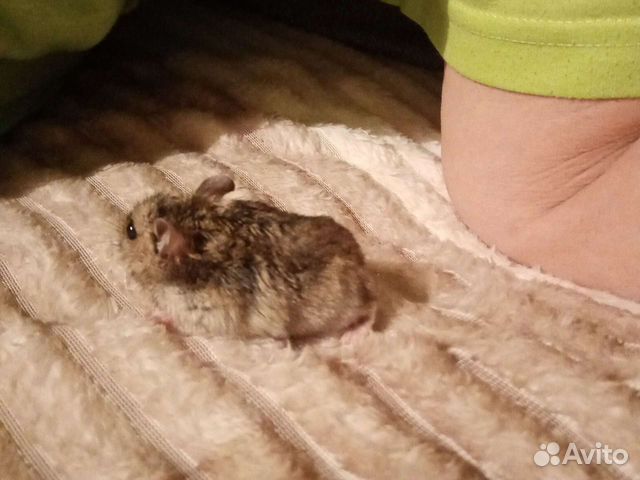 Джунгарские хомячки