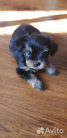 Продаются очаровательные щеночки 1.5 мес