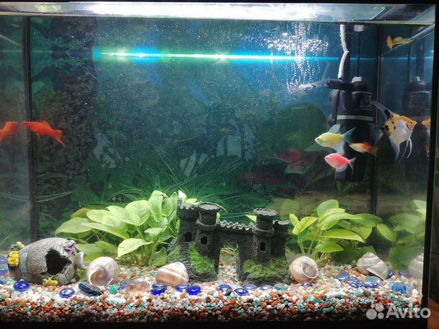 Аквариум с рыбками