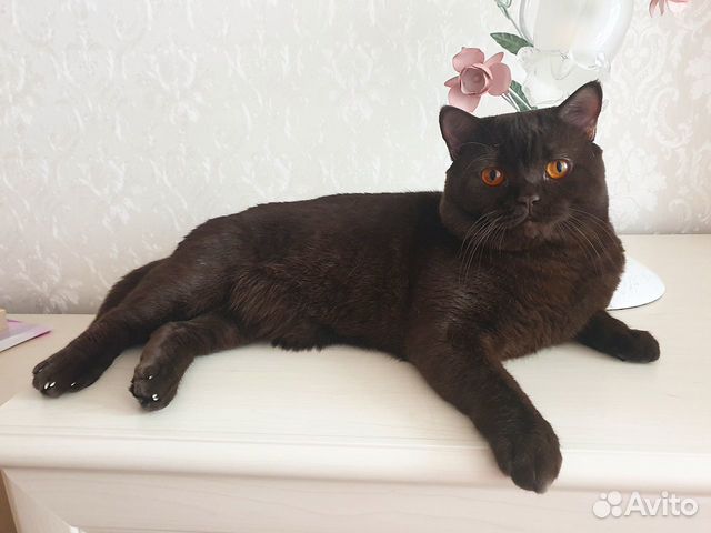 Британский кот для вязки