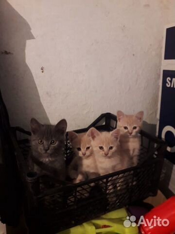 Отдаю котят в добрые руки