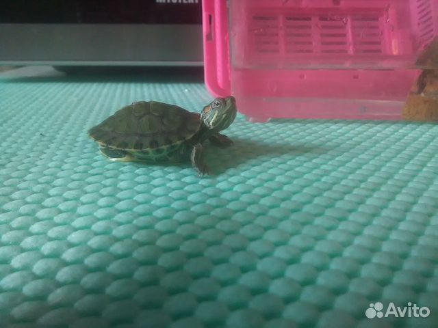 Черепашка с домиком