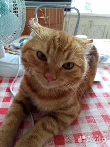 Котик Степка