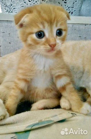 Вислоухие котята