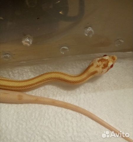 Маисовый полоз butter stripe самка