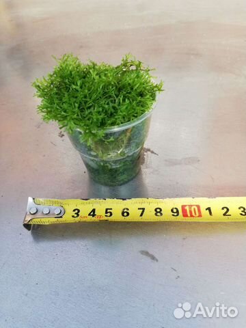 Аквариумные рыбки и растения