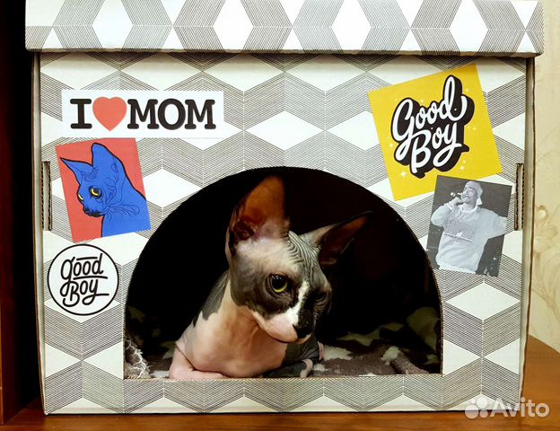 Канадский сфинкс Тайсон 2 года