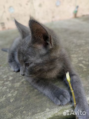 Котик ищет друга