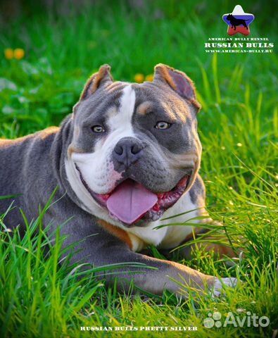 Американский Булли щенки от Сильвера