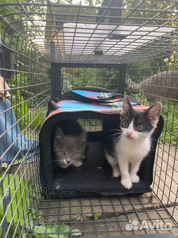 Лапушка-котенок в хорошие руки