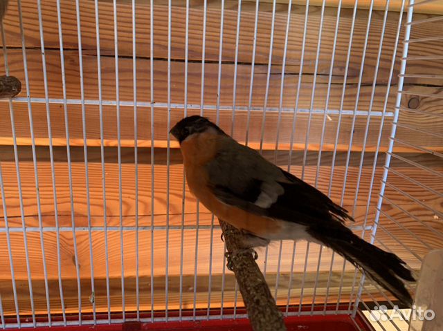 Снегири. Пара