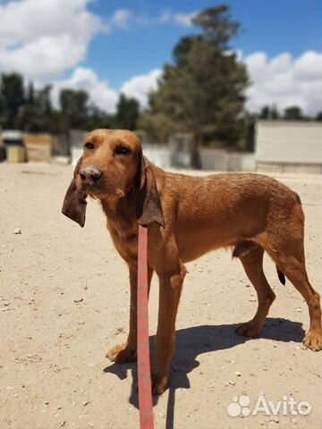 Жесткошерстный сегуджио в дар