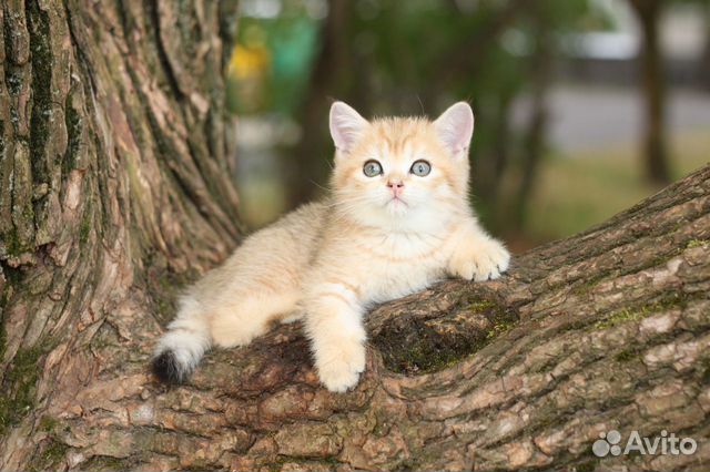 Котёнок скоттиш страйт мальчик