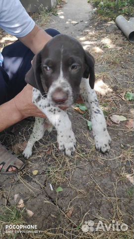 Щенки курцхаара