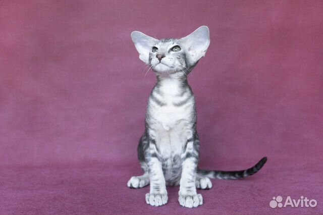 Ориентальное чудо