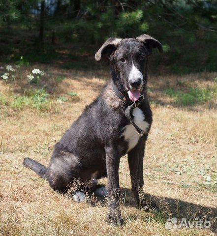 Собака бен ищет дом