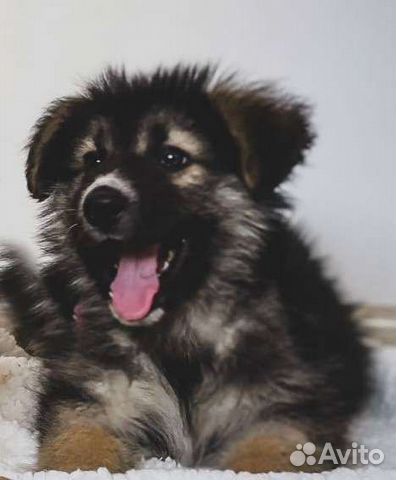 Федя в дар, в добрые руки