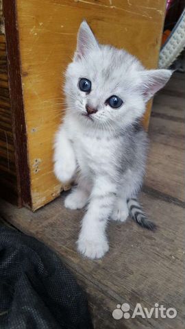 Метисы шиншиллового британца