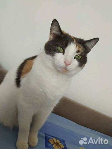 Кошка Мурка