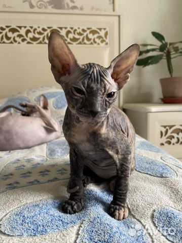 Котенок донского сфинкса