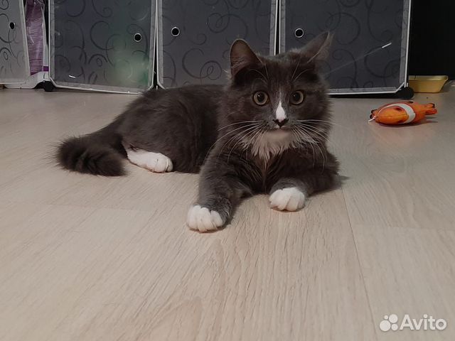 Кот Тедди
