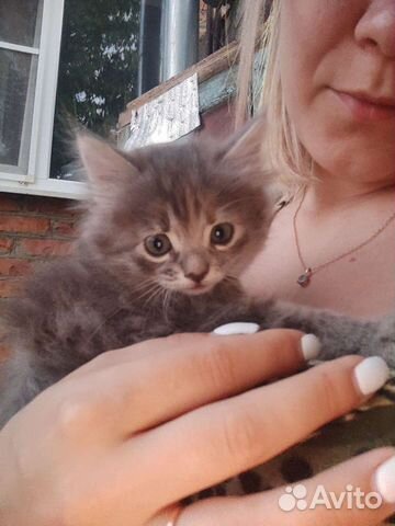 Котенок в добрые руки