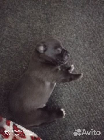 Кутята в добрые руки