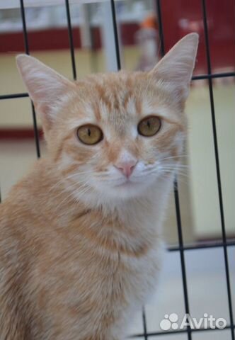 Ласковейший котик Финик в добрые руки