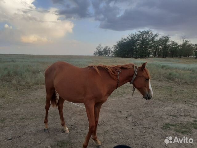 Продам лошадь