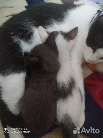 Котята
