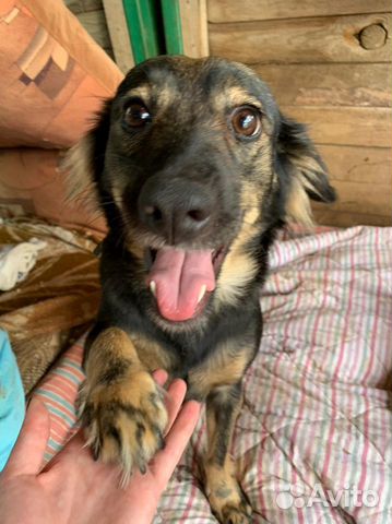 Маленькая собака в дар