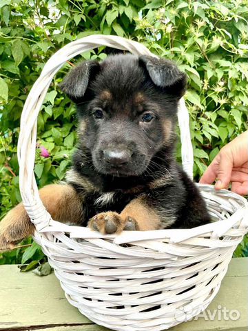 Щенки немецкой овчарки