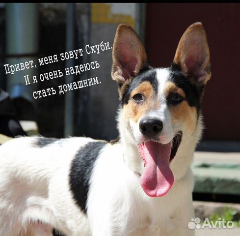 Скуби отдают из-за развода, чудесный мальчик