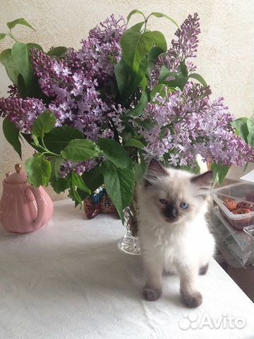 Тайская