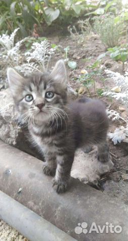 Котёнок-очаровашка, полосатик-милашка