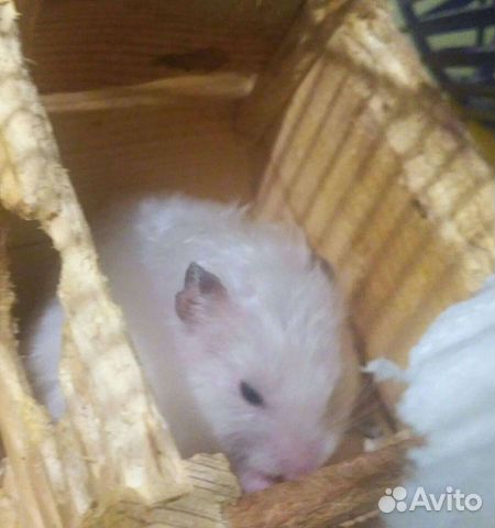 Сирийский хомяк
