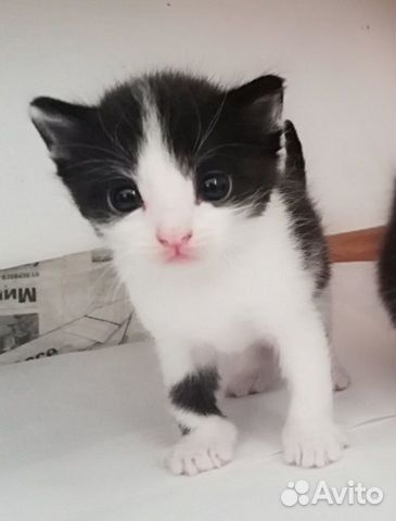 Пушистые котята от тайского котика