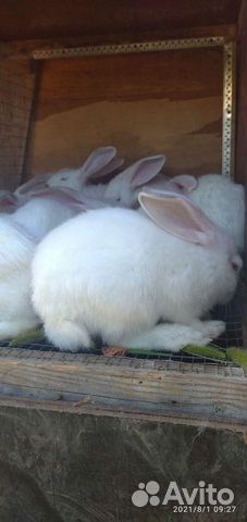 Продам кроликов