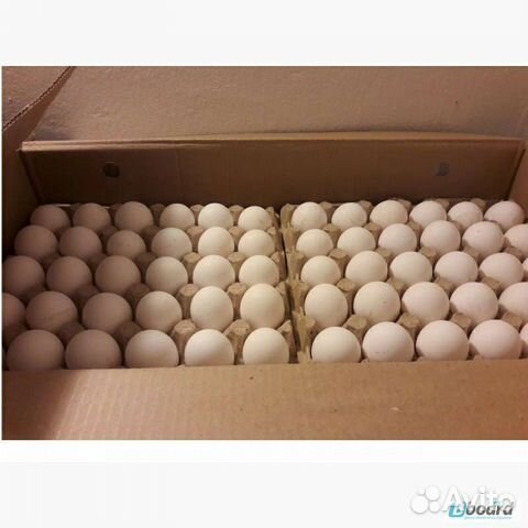 Инкубационное яйцо бройлера Арбор Айрес