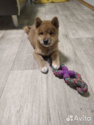 Продаются щенки Сибу-ину