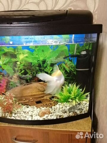 Аквариум
