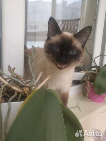Вязка тайская кошечка