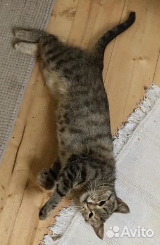 Отдаю в добрые руки кошечку