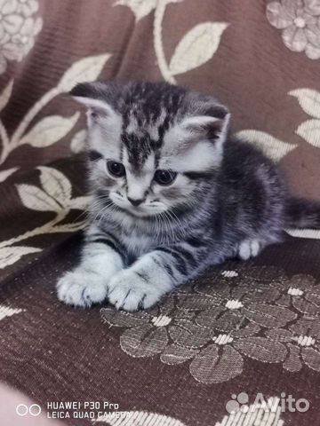 Шотланский котенок