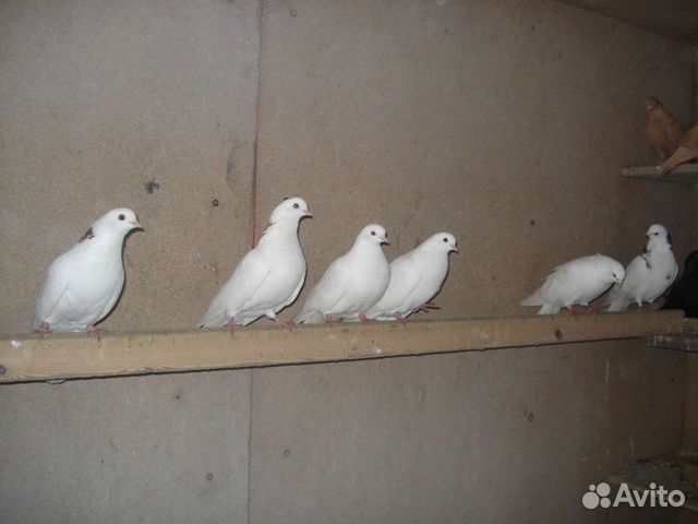 Продам голубей пермских