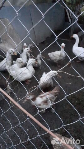 Утки мускустные