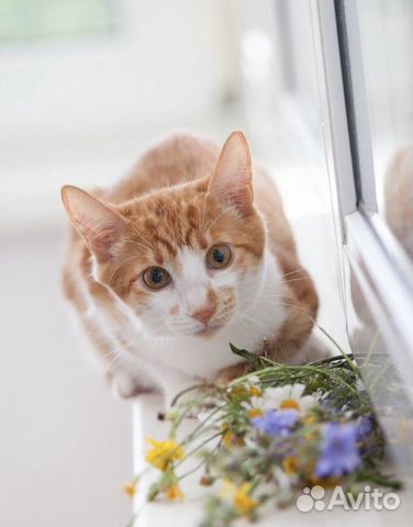 Милая рыжая котенок Алиса 4,5 месяца в добрые руки